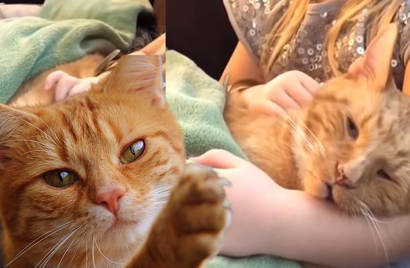 VÍDEO|Niña enternece las redes con canción de último adiós a su gato ...