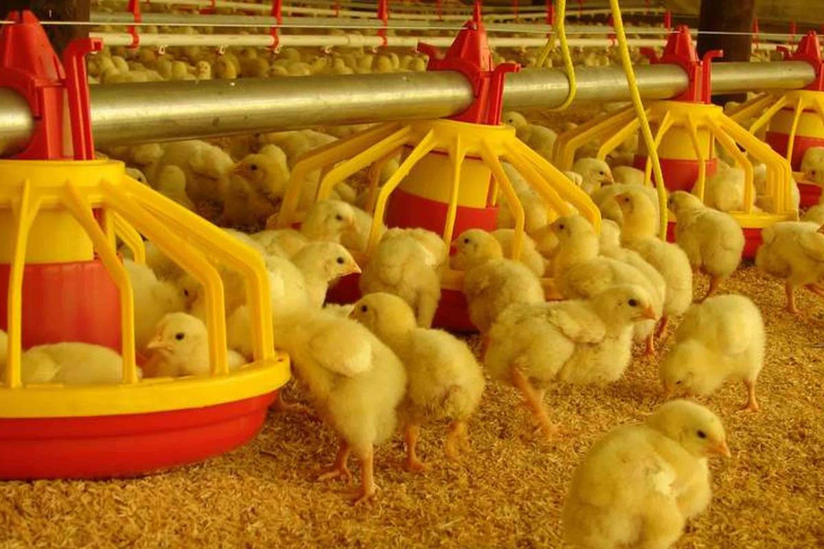 Perú es el país con mayor consumo de pollo en Latinoamérica - Exitosa ...