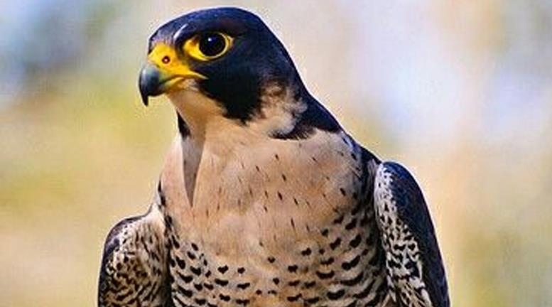 Coronavirus en Perú: halcón peregrino apareció en azotea de Miraflores - Exitosa Noticias