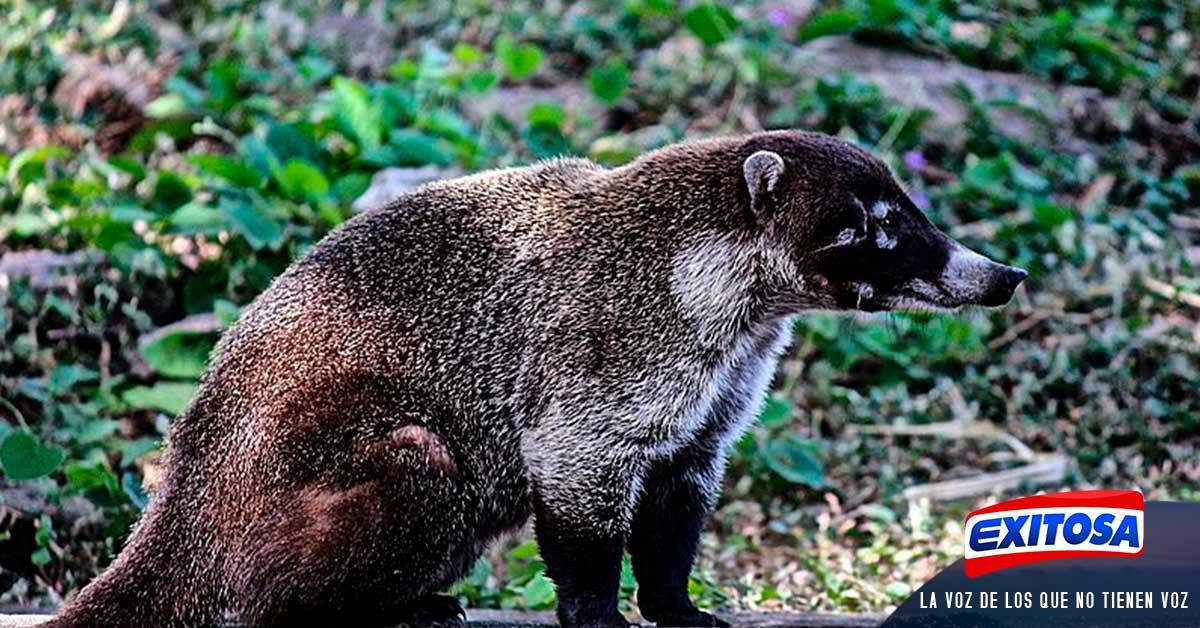 Investigadores peruanos desarrollan café de calidad a partir de heces ...