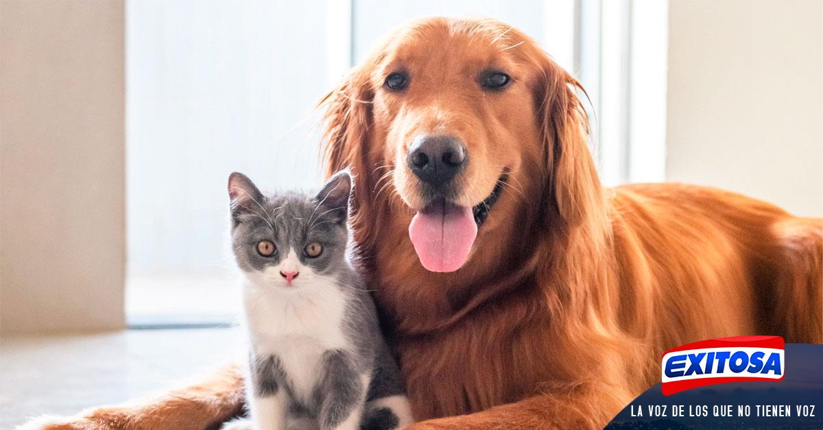 En Familia | Las grandes ventajas de tener una mascota en el hogar ...