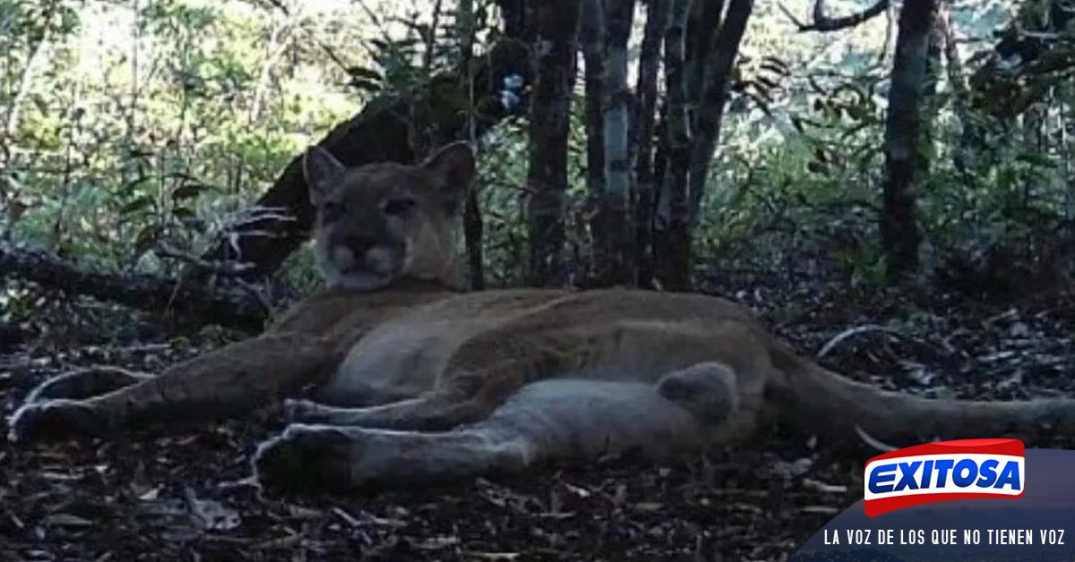 Brasil | Puma considerado extinto vuelve a ser visto en Rio de Janeiro ...