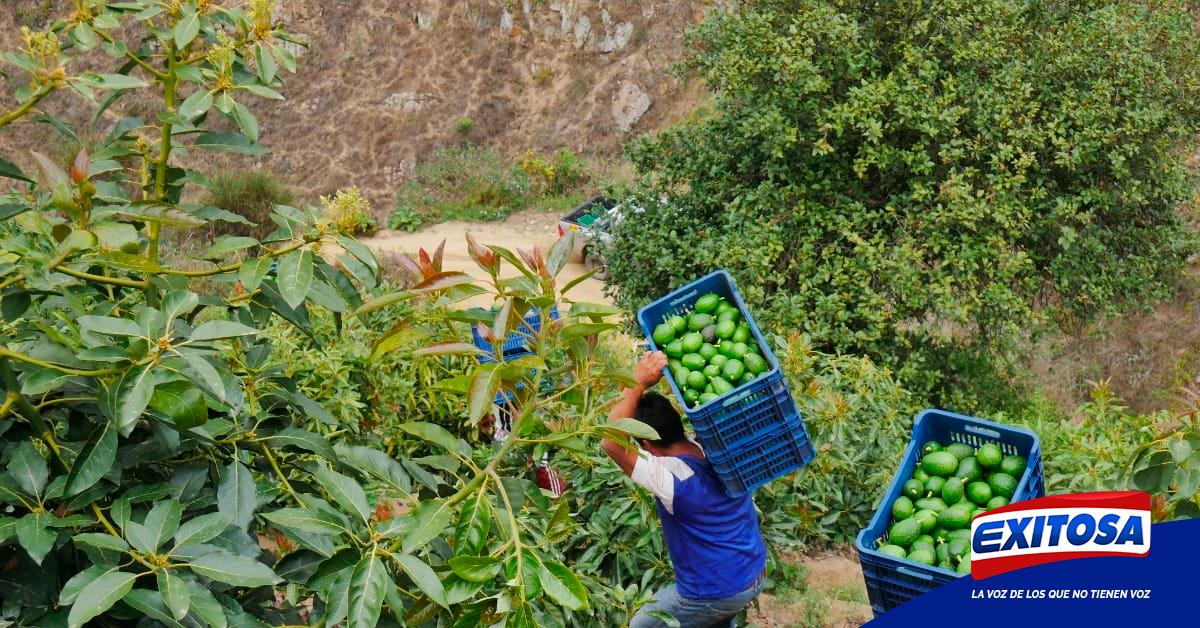 Áncash se convierte en la primera región productora y exportadora de ...