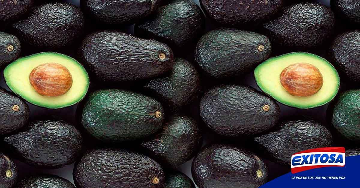 Opinión | Dennis Falvy: Las paltas tienen ventajas competitivas ...