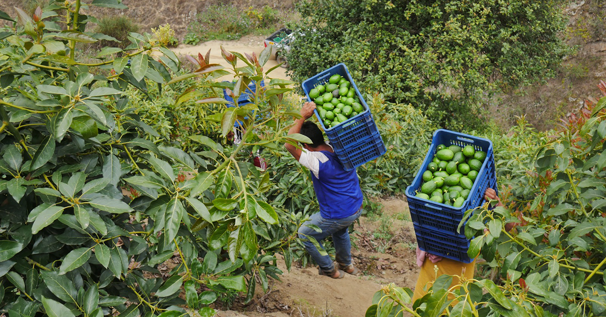 Áncash: Cosecha de palta se reduce en un 50% en Moro y Nepeña - Exitosa ...