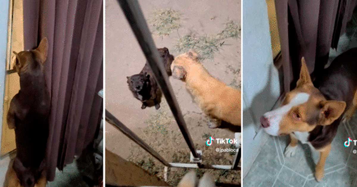 Video: ¡No pararás de verlo! Perrito es tendencia en TikTok por ...