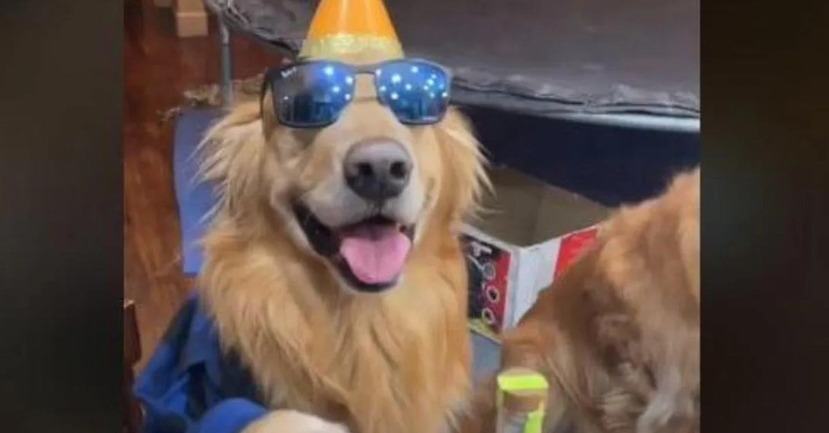 Policía interviene local y descubre que perro era parte de la fiesta ...