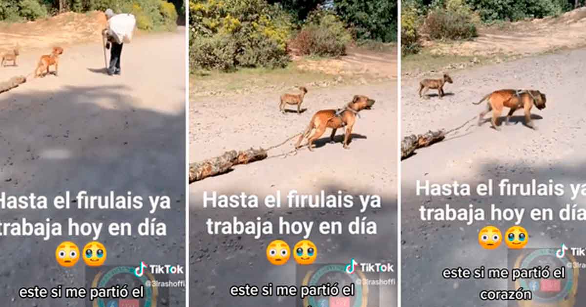 ¡Full "chamba"! Perrito ayuda a cargar tronco a su dueño y dicen ...