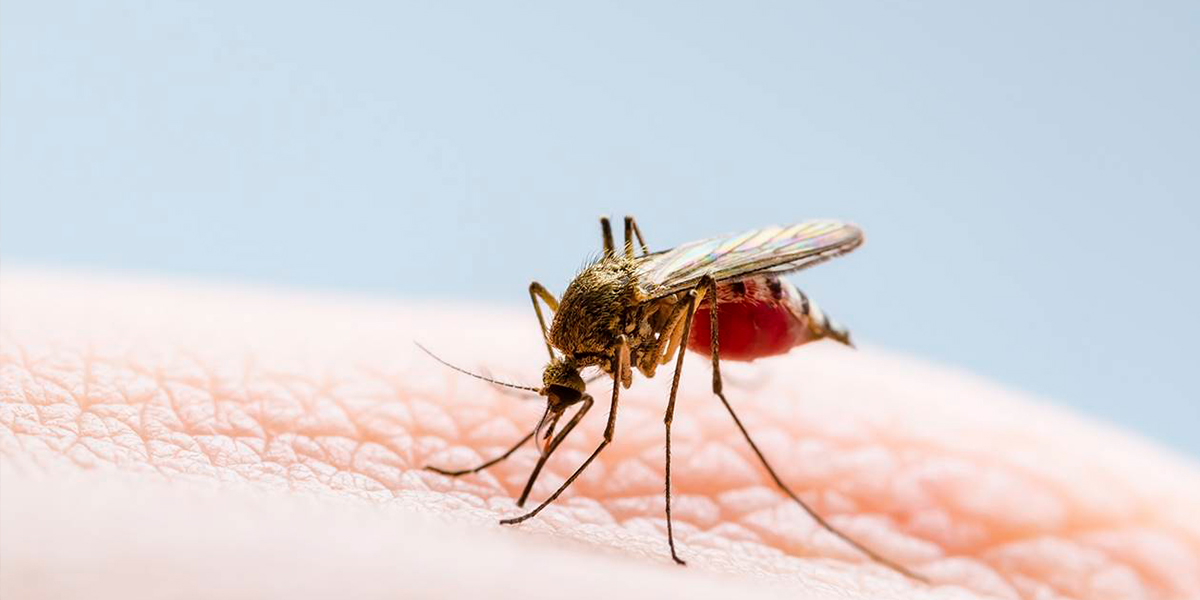 En Chimbote y Coishco hallan larvas de zancudo que transmite el dengue