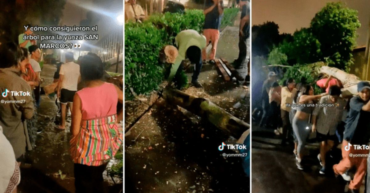 Hacen yunza con árbol caído en San Marcos y dicen: "Es tradición ...