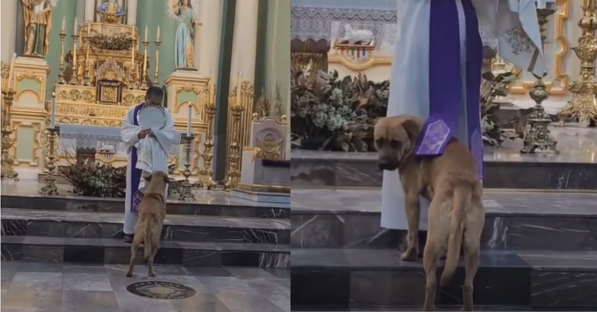 Perrito interrumpe misa y causa ternura: "Está pidiendo por sus amigos ...