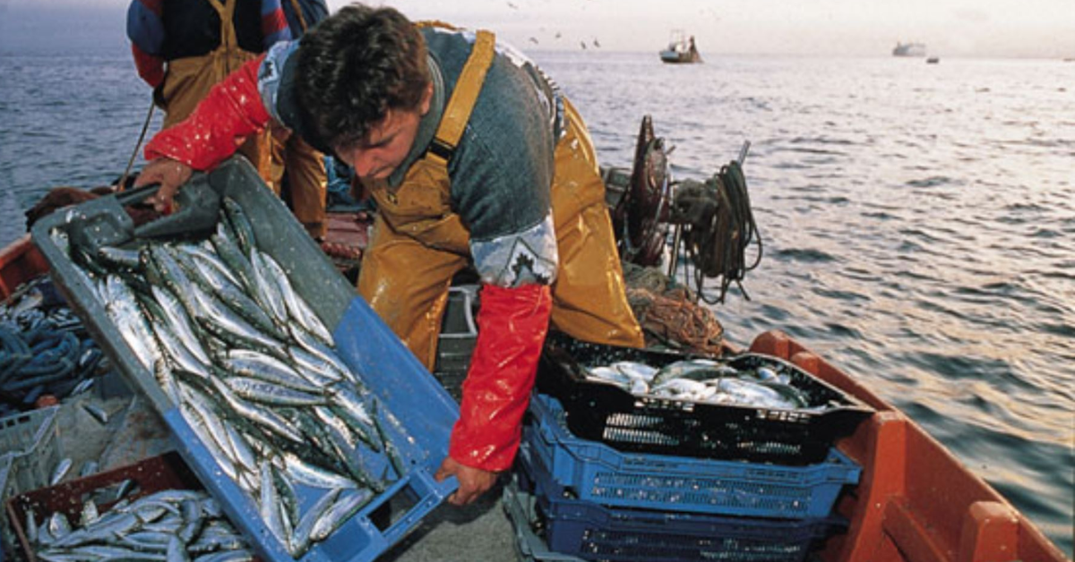 ¡La pesca cambiará! Las especies que disminuirán en el mar peruano por ...
