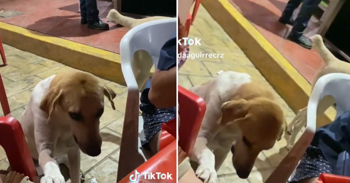 Perrito causa sensación con peculiar forma de pedir comida a comensales ...