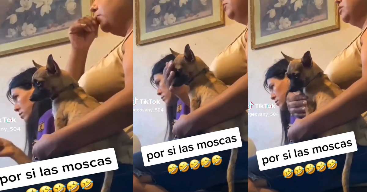 Tiene El Cielo Ganado Perrito Sorprende Al Ser Persignado Por Su Dueña Exitosa Noticias