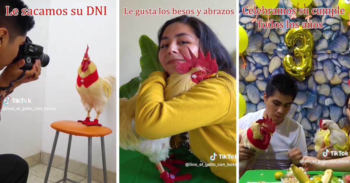 "Qué belleza de gallo": Joven sorprende al decir las ventajas de tener ...