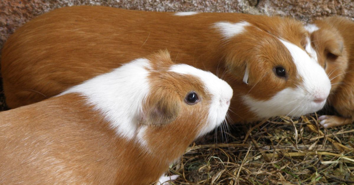 INS recomienda consumo de carne del cuy para prevenir cáncer y otros ...