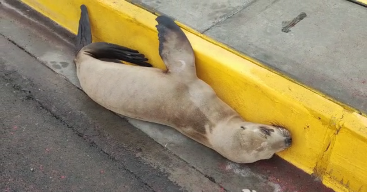 Oleaje anómalo: ¡Lamentable! Lobo marino bebé salió expulsado por ...
