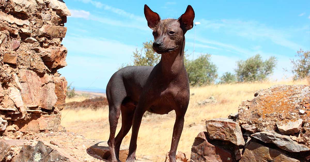 Día del Perro Peruano: Hoy se conmemora la raza oriunda que es ...