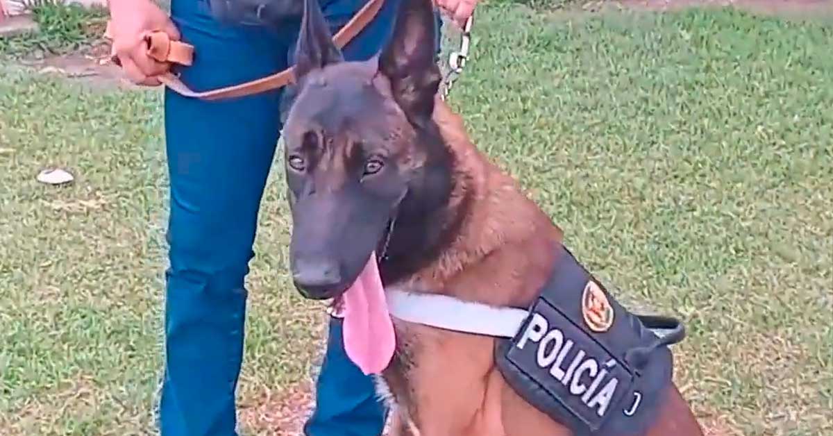 "Agente Max": Conoce al perro antidrogas de la PNP que está entrenado ...