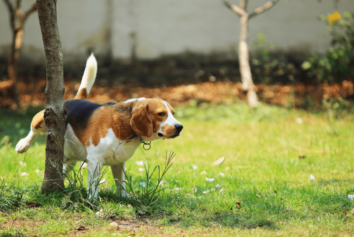 Orina de perros: Conoce cómo evitar que lo hagan en tu jardín y maten ...