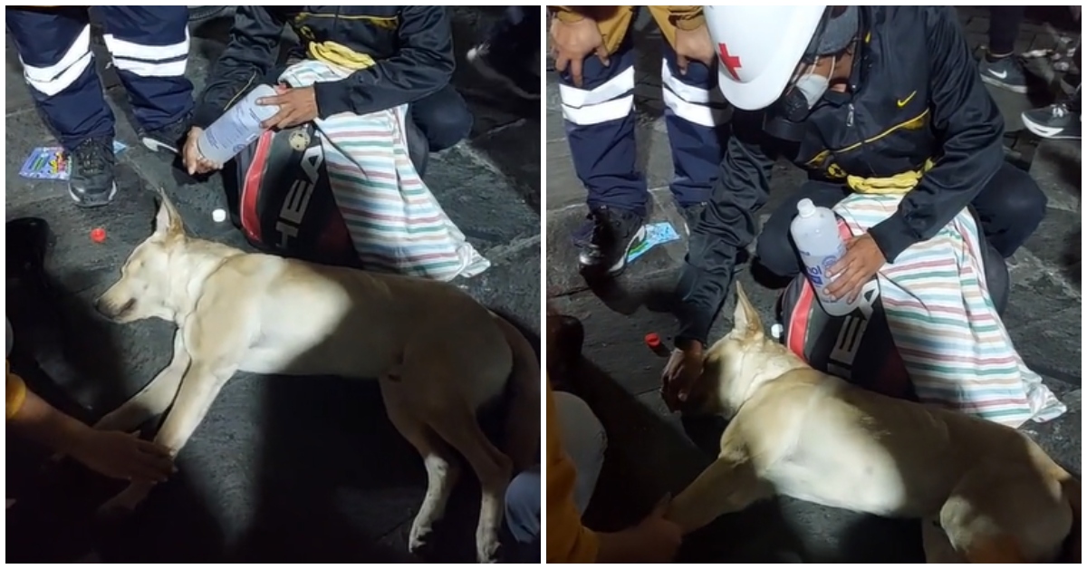 Perrito desmayado durante la 'Marcha Nacional' recibe auxilio de los ...