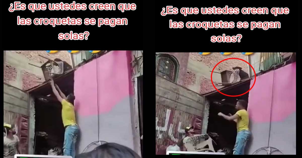 ¡Full chamba! Perrito sorprende al ayudar a mover sillas al techo de ...