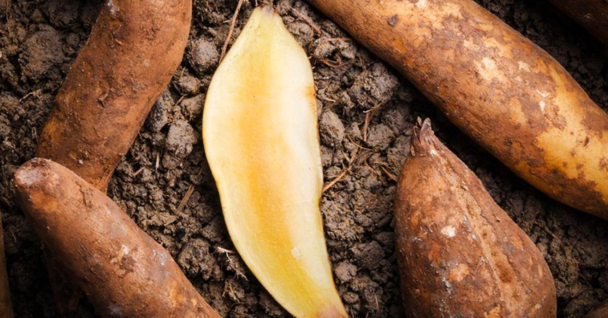 Yacón: ¿Qué beneficios aporta a nuestra salud y cómo consumirlo ...