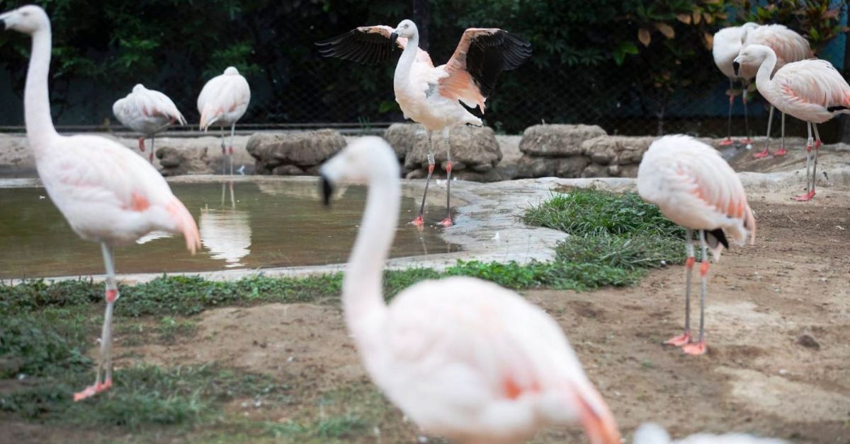 Fiestas Patrias: Todos los detalles de la parihuana, el ave que habría ...
