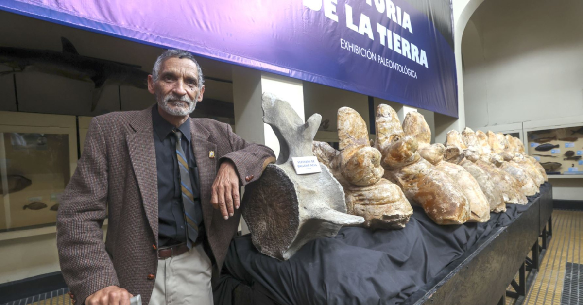 Descubridores de "Perucetus Colossus" recibirán Medalla Sanmarquina del ...