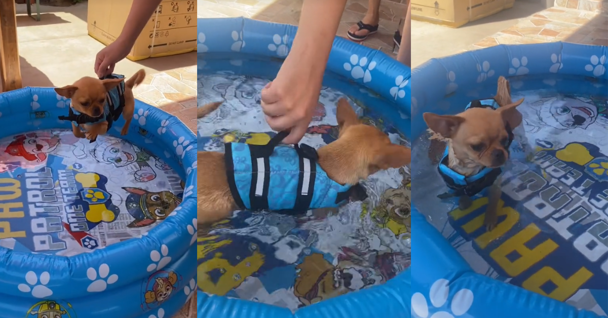 ¡Nada lo detiene! Perrito usa flotador para aprender a nadar en su piscina
