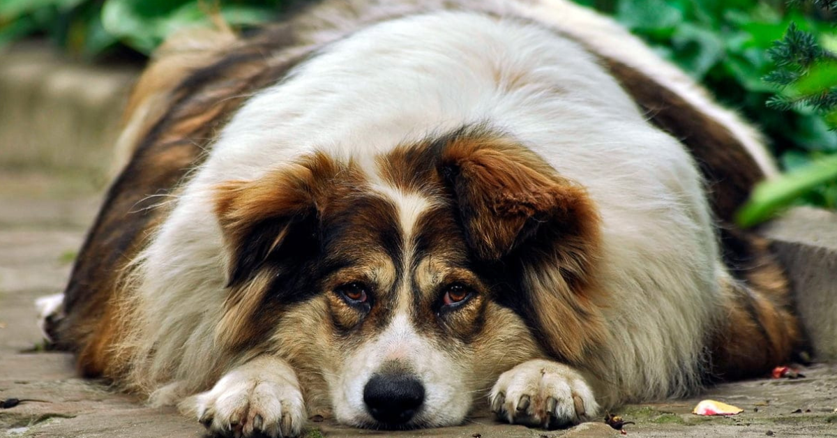 ¿Hipotiroidismo en perros?: Conoce 5 señales clínicas más comunes en ...