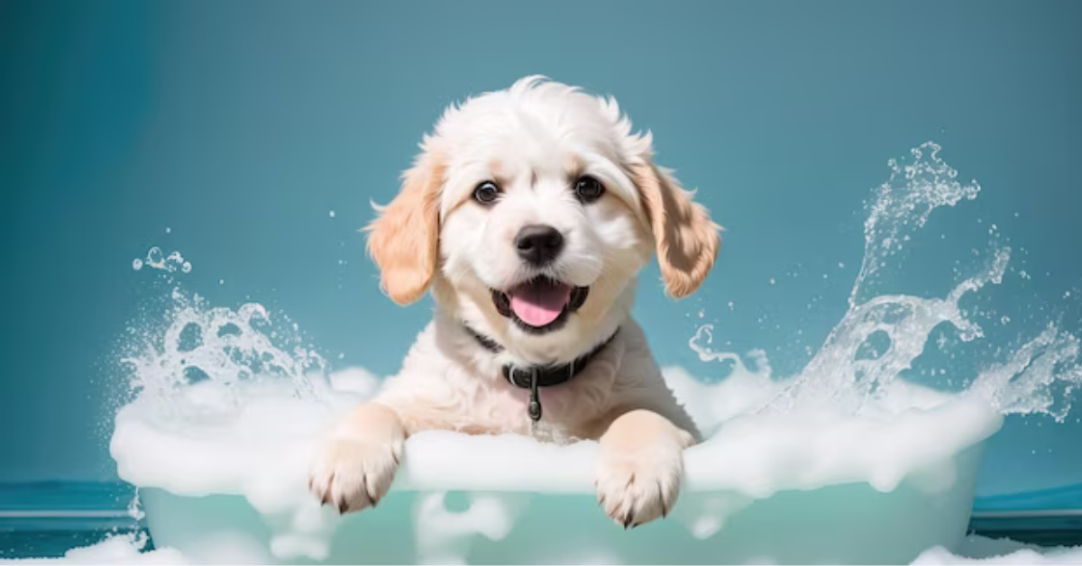 ¿Nueva mascota en casa?: Sepa los primeros cuidados que debe tener el ...