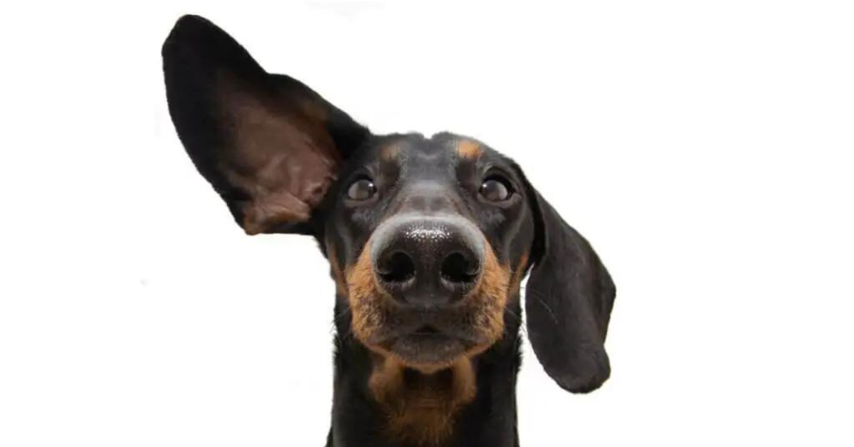 Comportamiento canino: ¿Qué quiere decir cuando mi perro levanta las ...