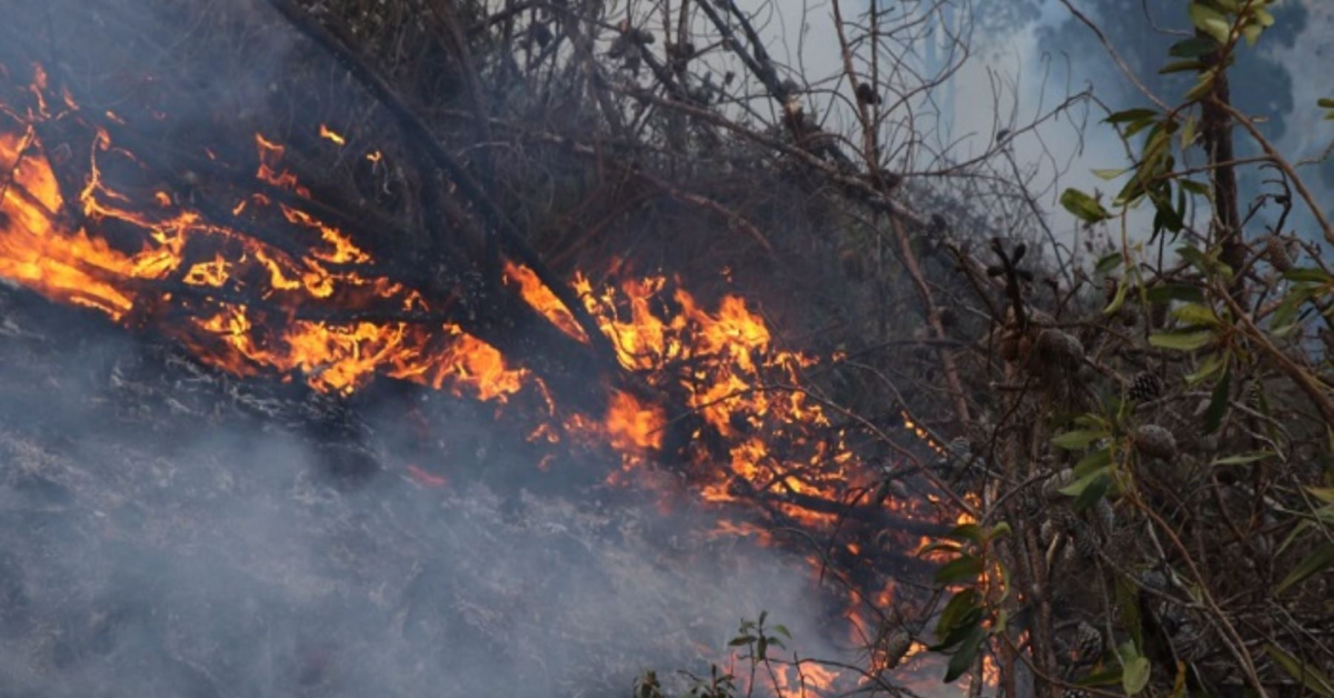 Incendio forestal en Olmos: Siniestro en anexo fue calificado como ...