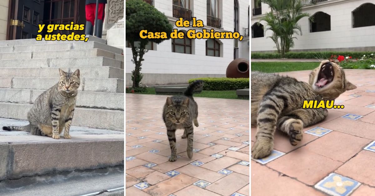 'Panchito, el nuevo michistro': Conoce a la mascota de Palacio de ...