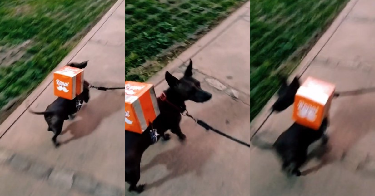 ¡Enternecedor! Perrito es vestido como repartidor y se gana el corazón ...