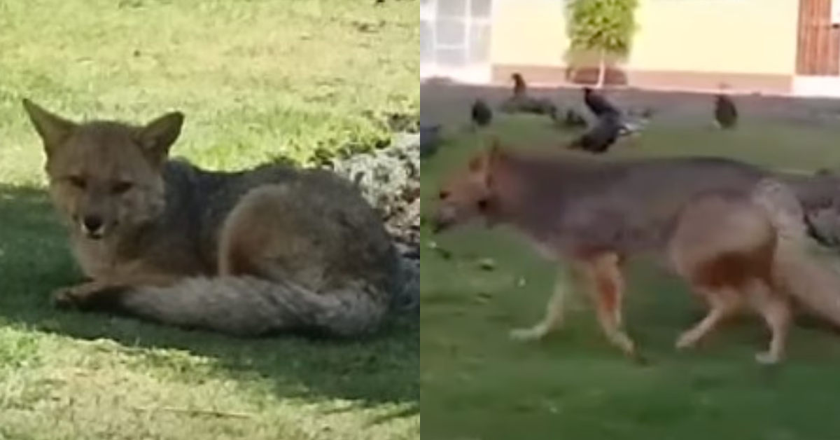 ¡Lamentable! Matan al zorrito 'Run Run' de Ayacucho: ¿Cómo sucedió y ...