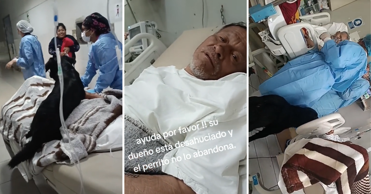 ¿Abandonó a Firulais? Mujer que adoptó a perrito de hombre desahuciado ...