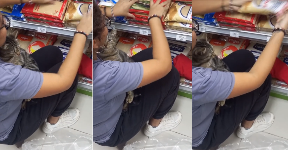 ¡Lo más tierno! Joven trabaja al lado de su gato y usuarios reaccionan ...