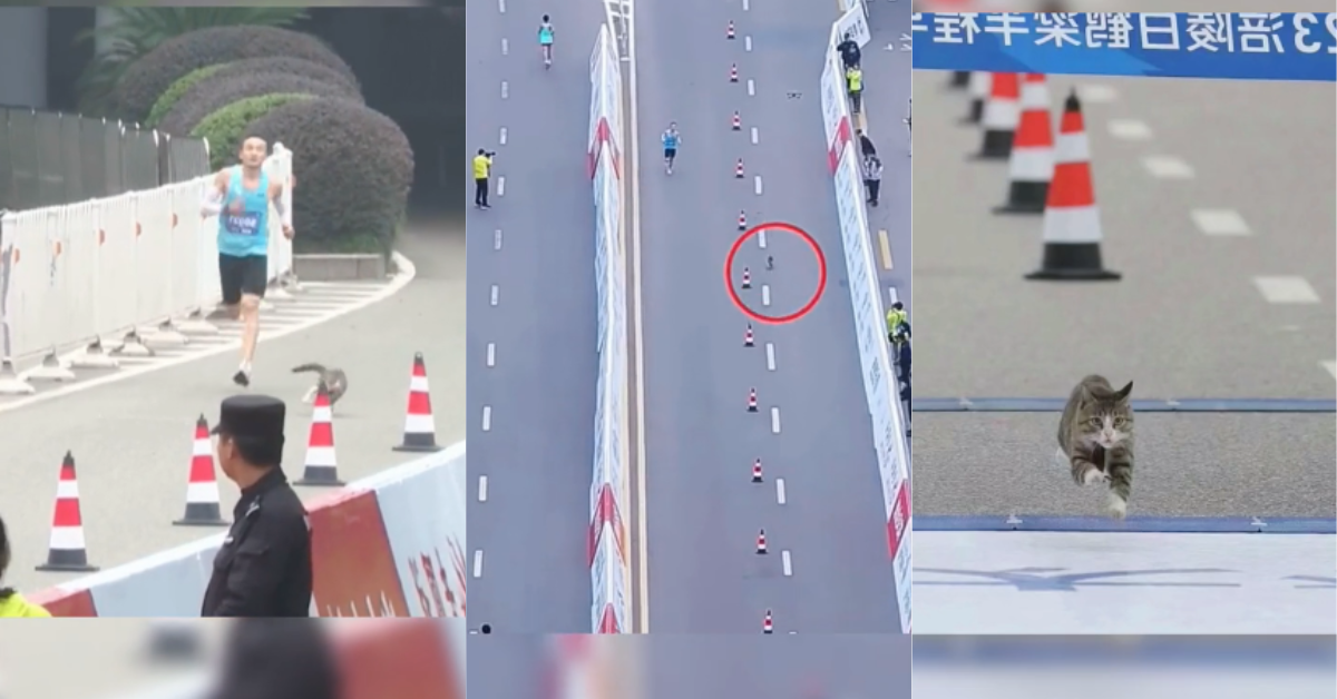 Gatito irrumpe en competencia de maratón y gana en llegar a la meta ...