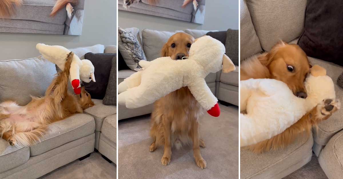 "Como todo un bebé": Perrito golden retriever conmueve por la forma en ...