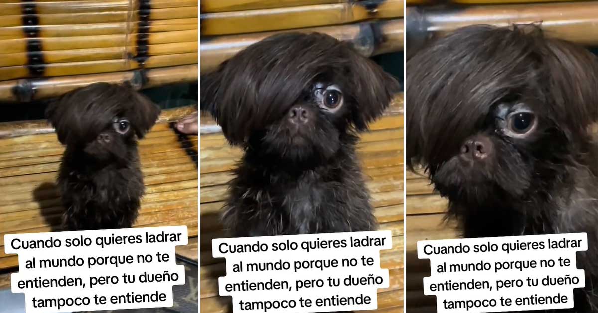 Perrito 'emo' conquista las redes sociales con su peculiar look: "El ...