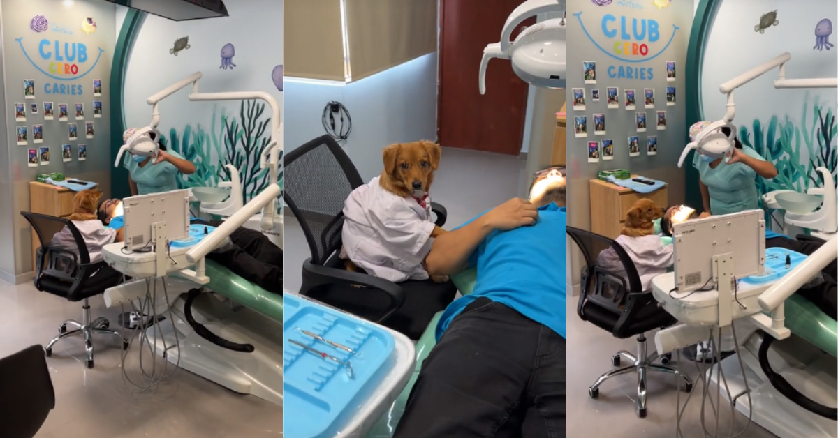 "Mi primera chamba": Perrito causa sensación al convertirse en ...