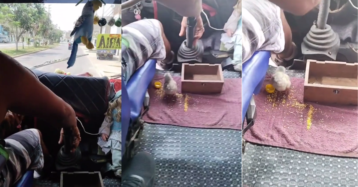 ¡Insólito! Chofer de combi sorprende al llevar a su pollito mientras ...