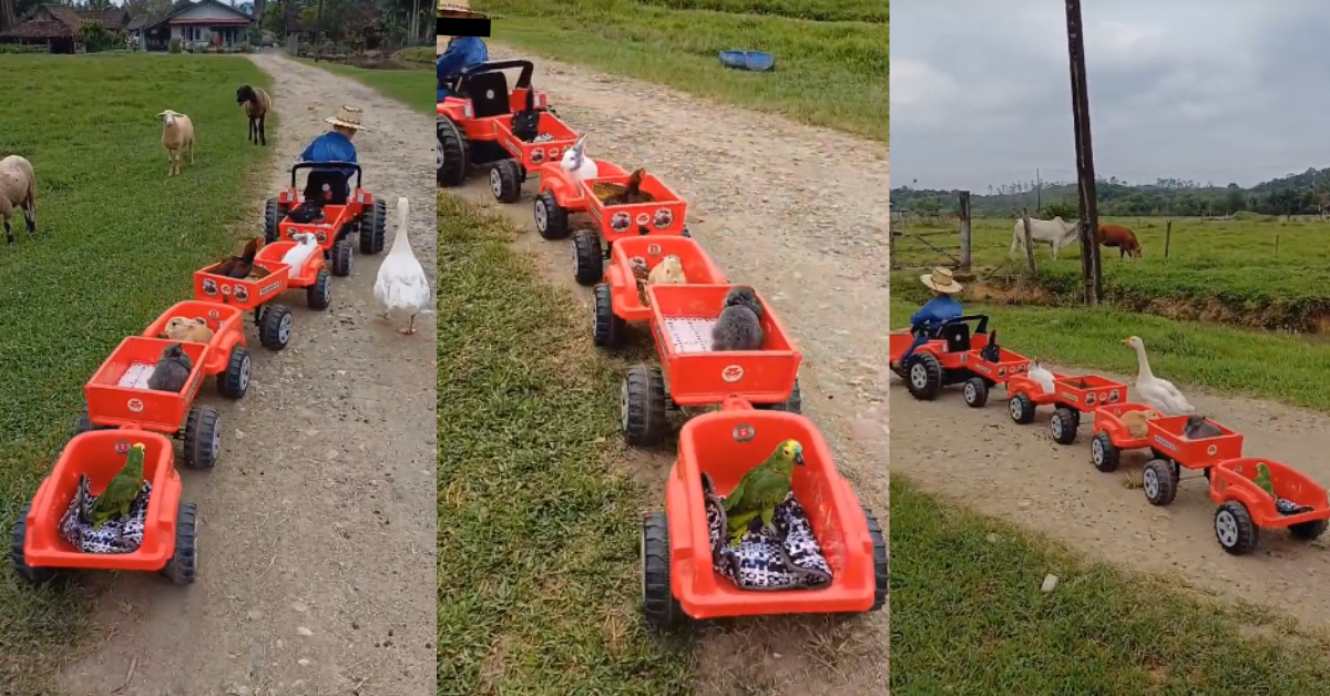 Niño causa sensación en TikTok al manejar mini tractor con animales ...
