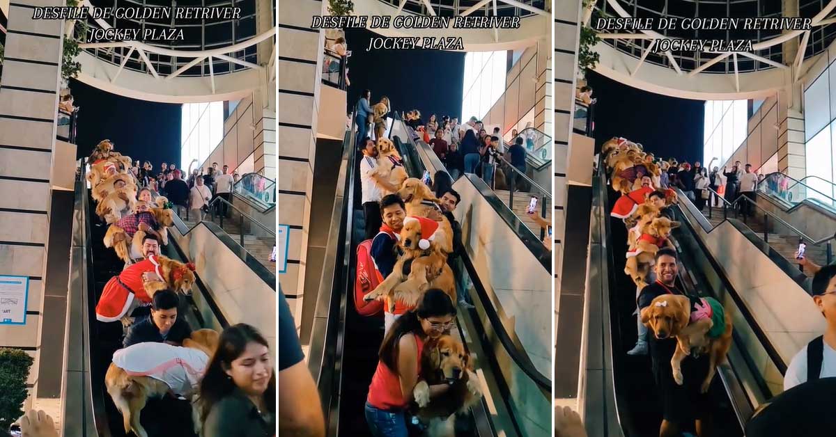 Desfile de perros raza golden retriever por Navidad conmueven en las ...
