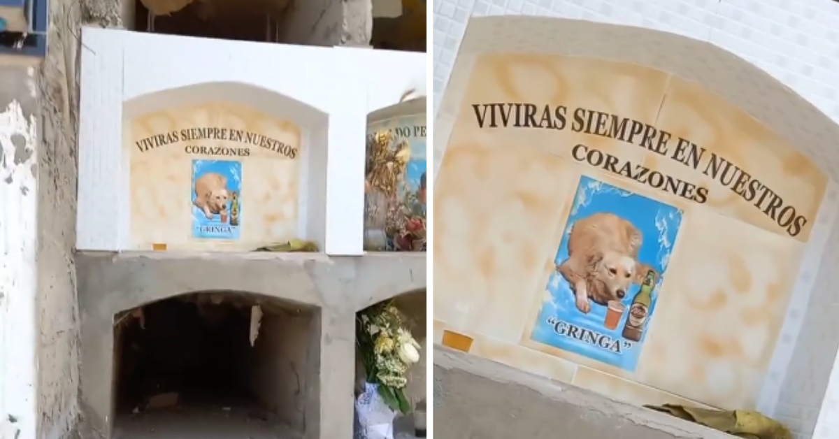 ¡Era parte de la familia! El nicho de una perrita que se volvió viral ...