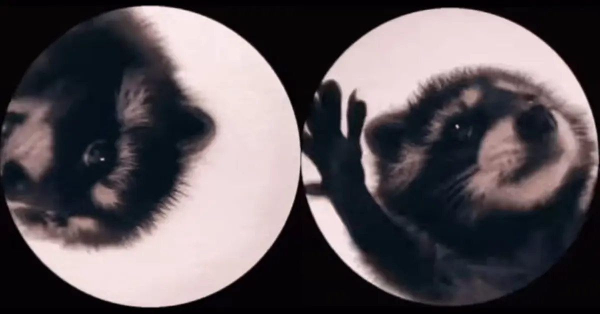 "Pedro, Pedro, Pedro": El trend del mapache que todo el mundo imita en ...