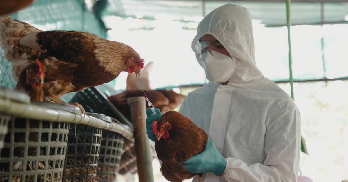 Alerta mundial: Confirman primer caso de gripe aviar en humano sin ...