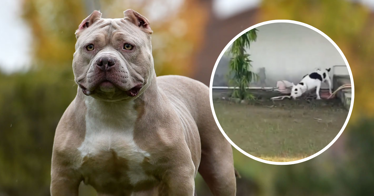 ¡héroe Perro Pitbull Salvó A Niñitos De Ser Mordidos Por Serpiente Venenosa